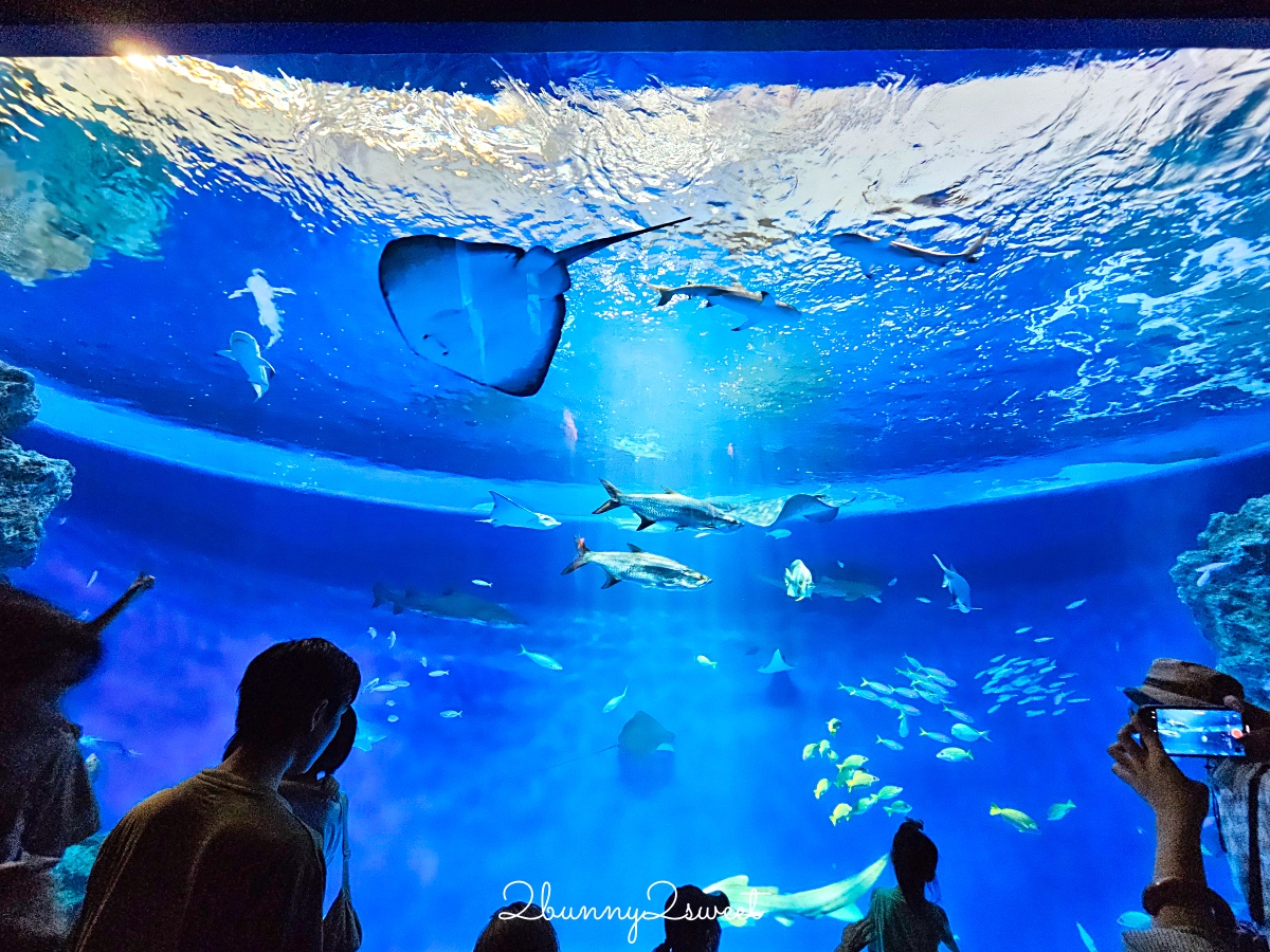 【神戶須磨海洋世界 Kobe Suma Seaworld】西日本唯一虎鯨表演水族館重新開幕 @兔兒毛毛姊妹花
