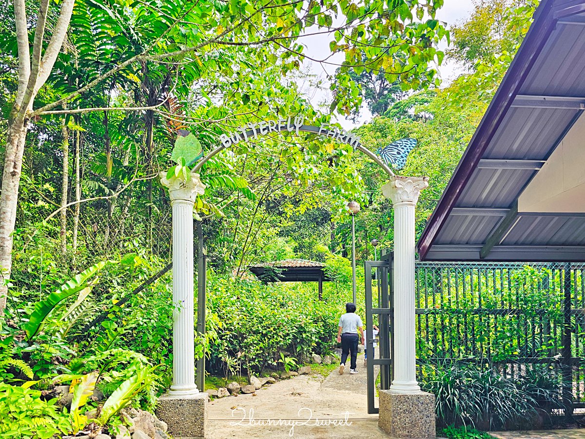 沙巴景點【波令溫泉 Poring Hot Spring】樹冠步道～從13層樓高樹頂吊橋看熱帶雨林 @兔兒毛毛姊妹花